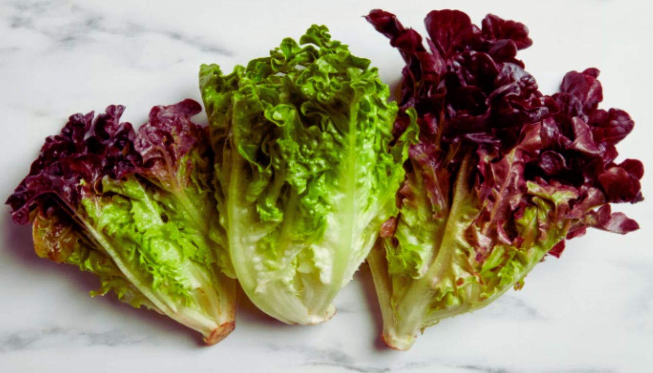 The Benefits and Uses of Red Lettuce for a Healthier Plate (2026)