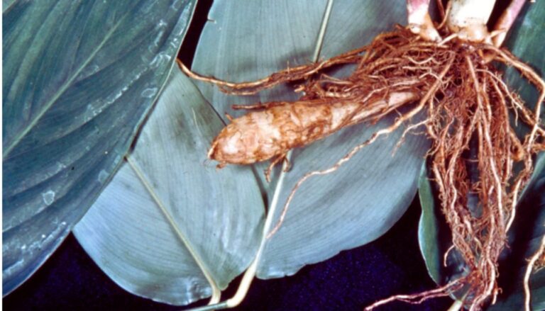 What Is Arrowroot? Discover Its Uses and Health Benefits (2026)