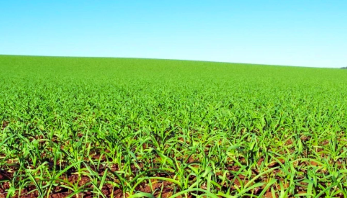 Garlic Farming: A Simple Guide to Growing Your Own (2025)