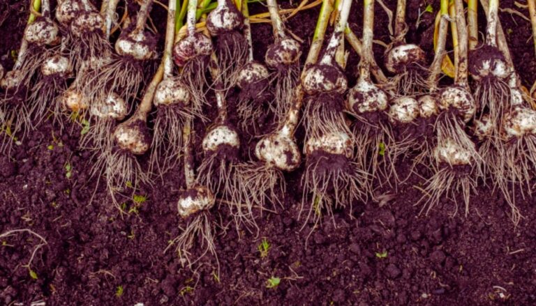 Garlic Farming: A Simple Guide to Growing Your Own (2025)