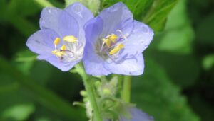 Herb With Blue Flowers: Characteristics and Uses (2026)