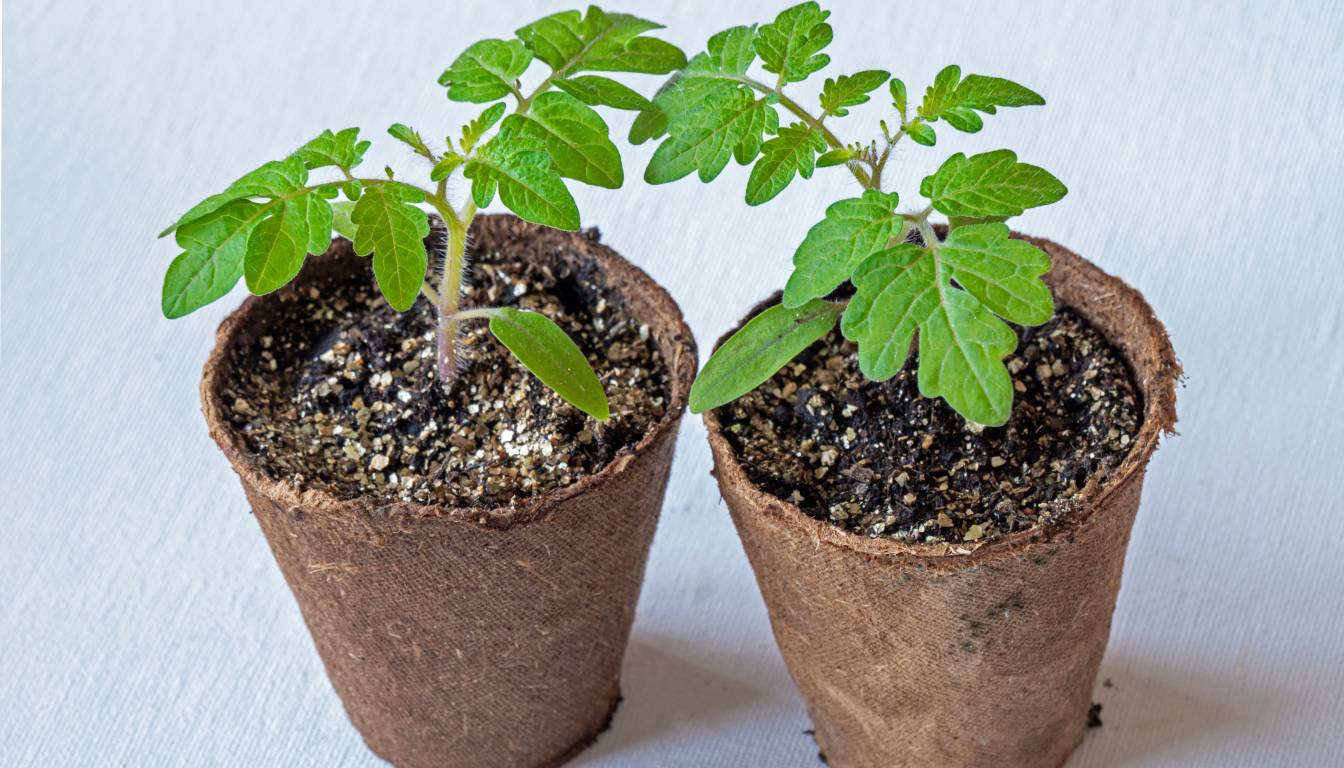 Overwintering Tomato Plants: Keep It Alive During Winter (2026)
