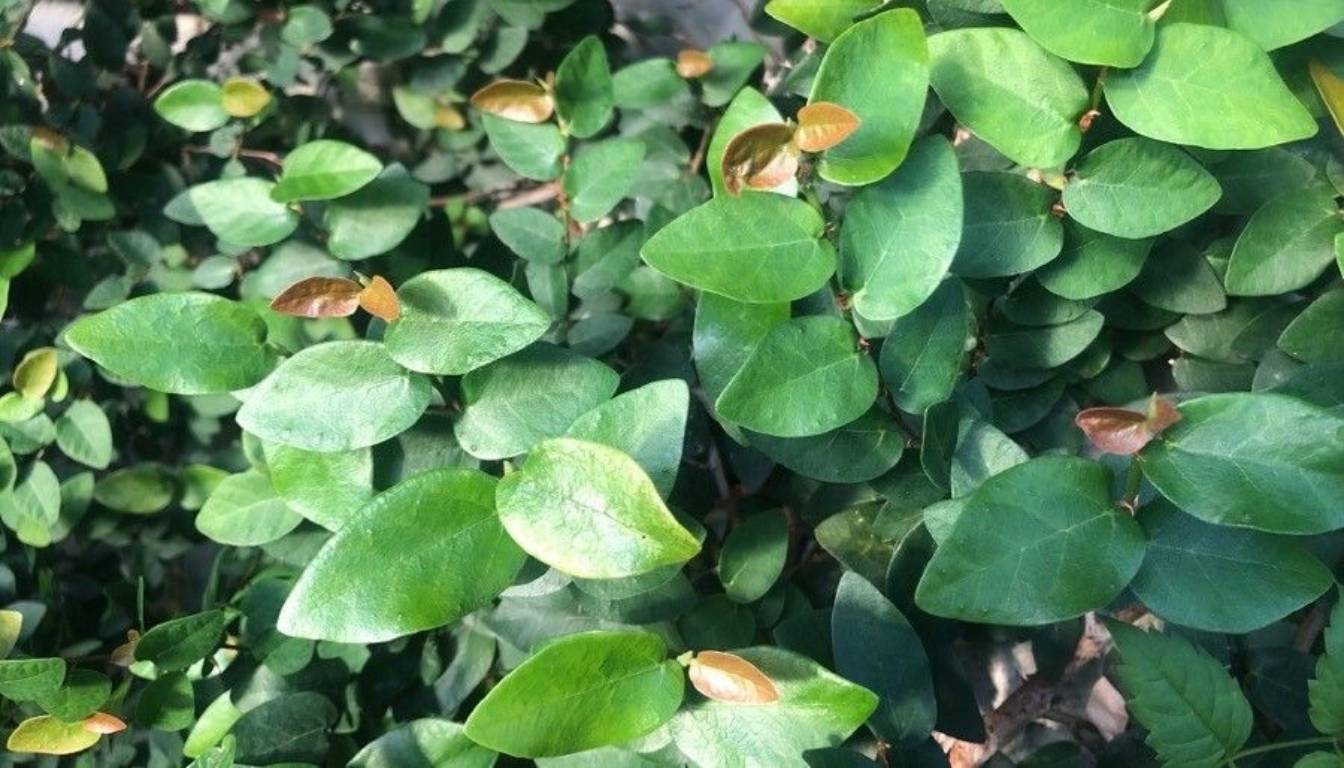 Uncaria Tomentosa Benefits: A Comprehensive Guide (2025)