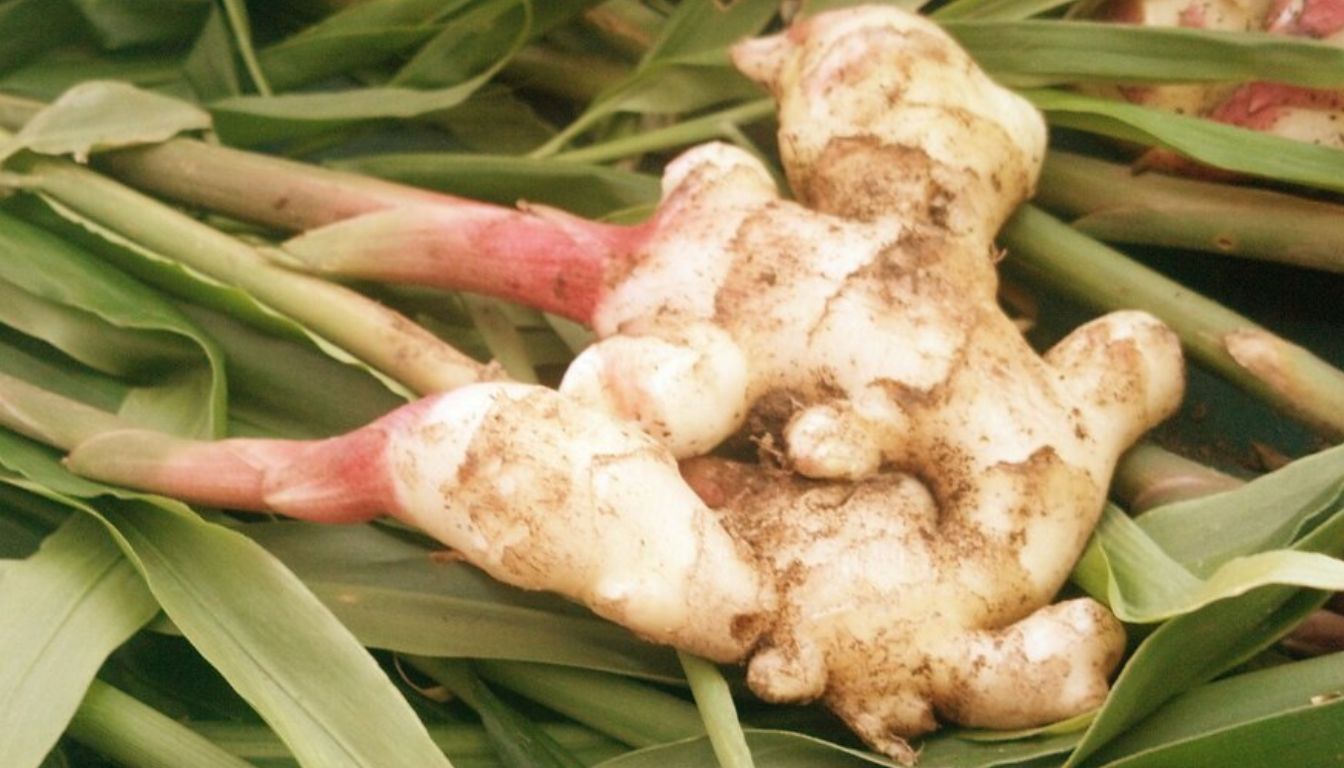 Everything Ginger: The Ultra Guide (2026)
