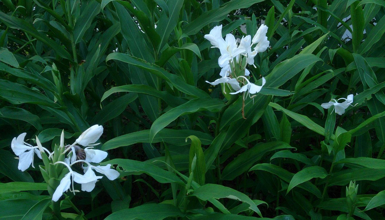 Butterfly Lily: Amazing Health Benefits to Elevate Well-Being (2025)