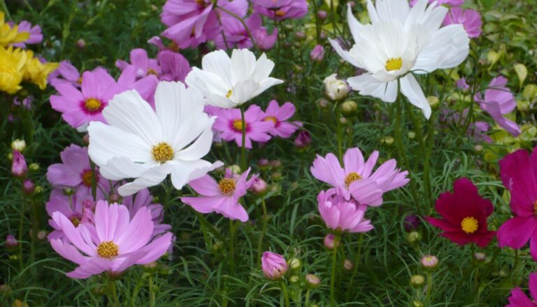 Cosmos Plant: Care Tips for Vibrant Blooms All Season (2026)