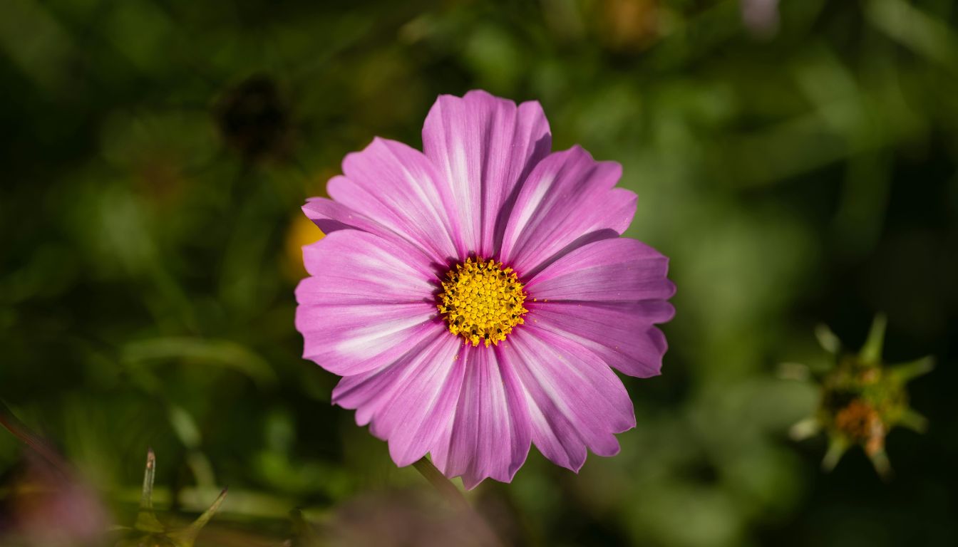 Cosmos Plant: Care Tips for Vibrant Blooms All Season (2026)