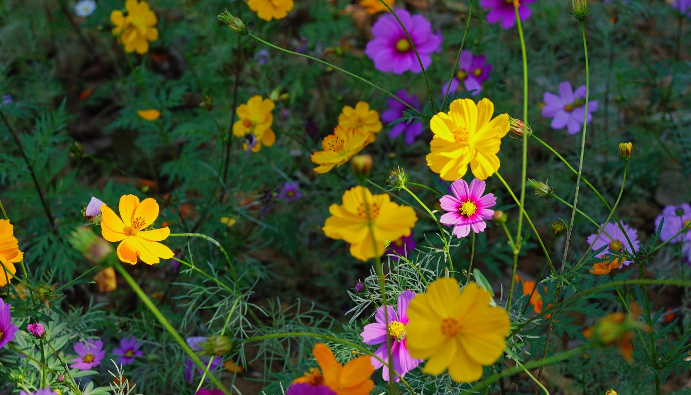 Cosmos Plant: Care Tips for Vibrant Blooms All Season (2026)