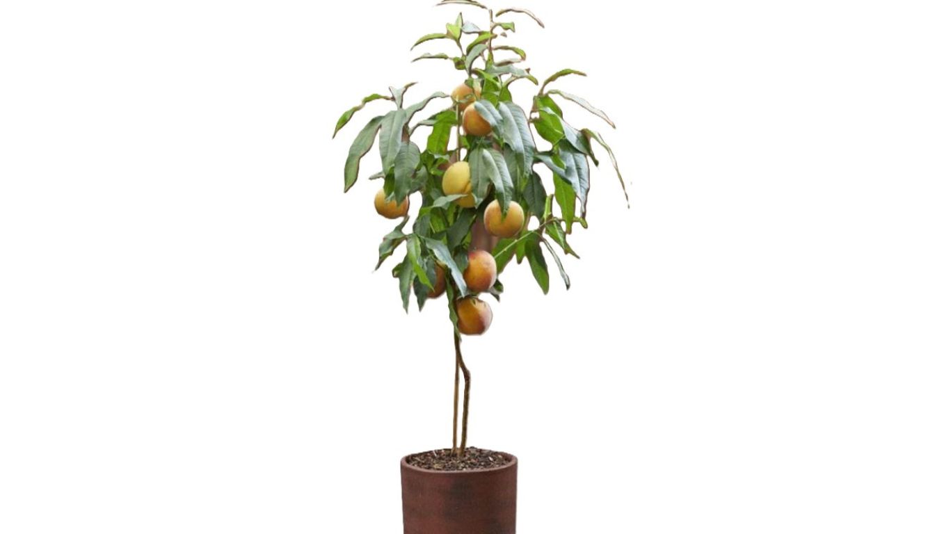 Cultivate an Indoor Peach Tree: Beauty and Fresh Harvest (2025)