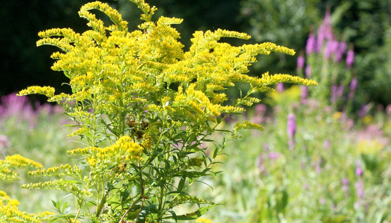 Discover the Remarkable Health Benefits of Goldenrod (2026)