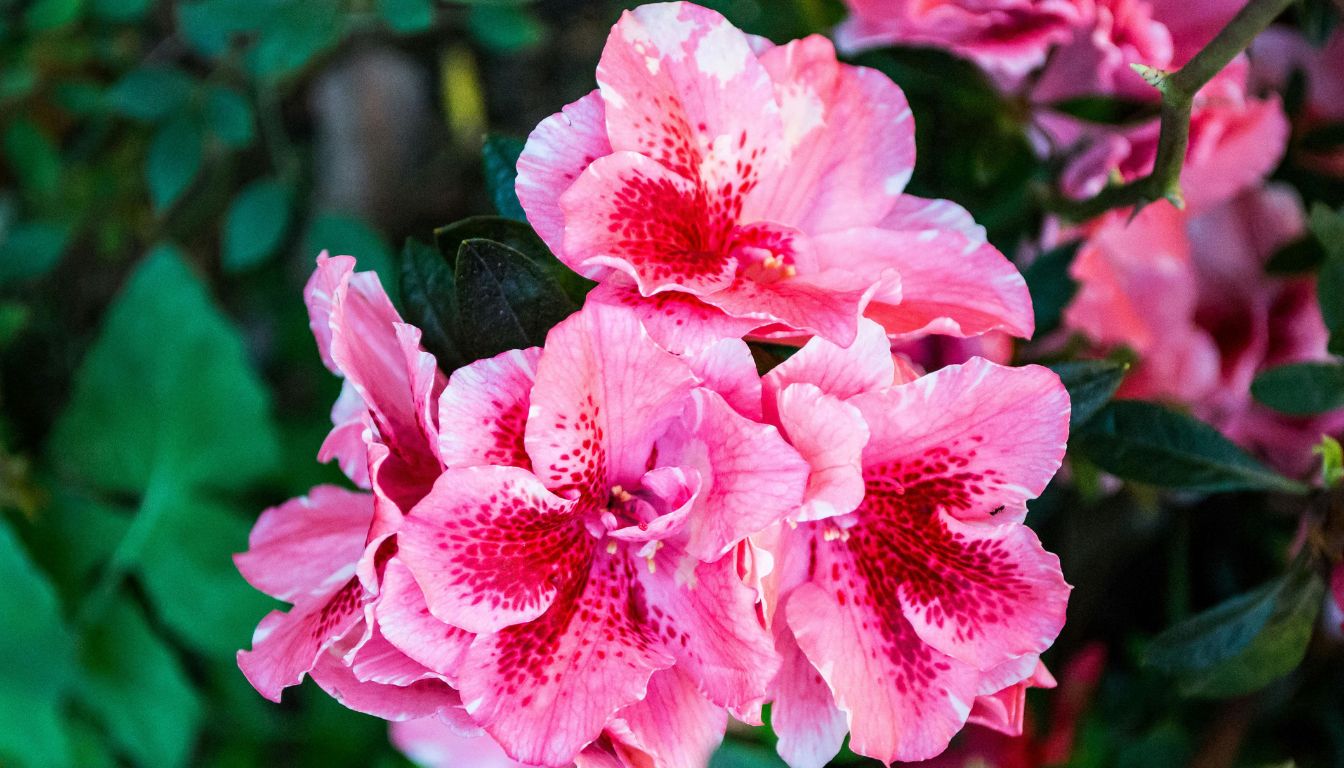 Dwarf Rhododendron: Care Tips for Vibrant Blooms (2025)