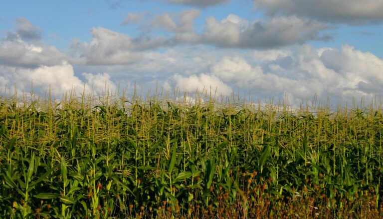 Eco-Friendly and Creative Ways to Repurpose Corn Husks (2026)