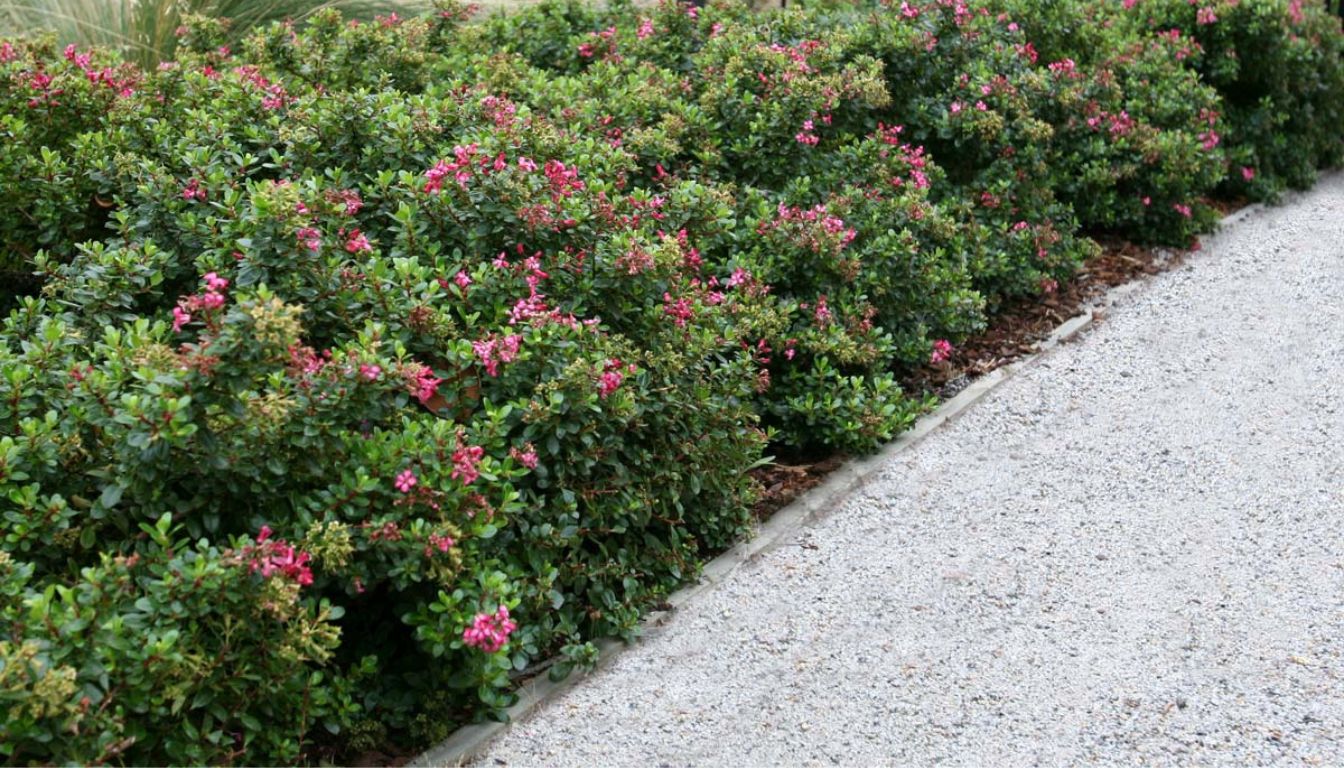 Escallonia Plant: A Vibrant Addition to Your Garden (2026)