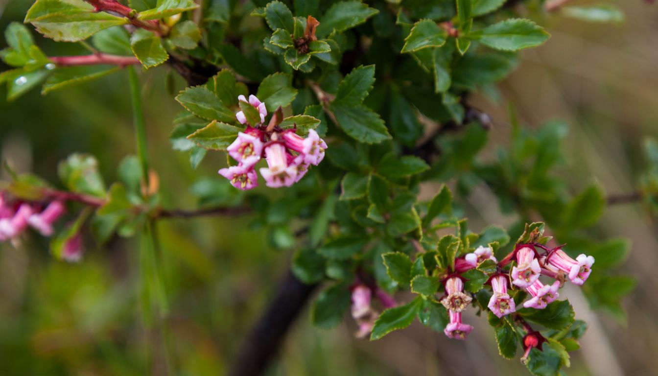 Escallonia Plant: A Vibrant Addition to Your Garden (2026)
