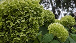 Green Hydrangeas: Stunning Varieties and Gardening Tips (2025)