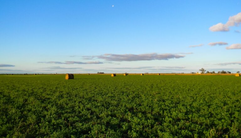 Grow Alfalfa Hay: Essential Tips to Boost Farm Productivity (2026)