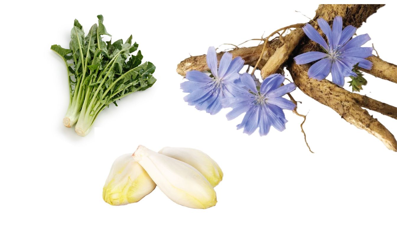 Growing Chicory: Enhance Your Garden for Health Benefits (2026)