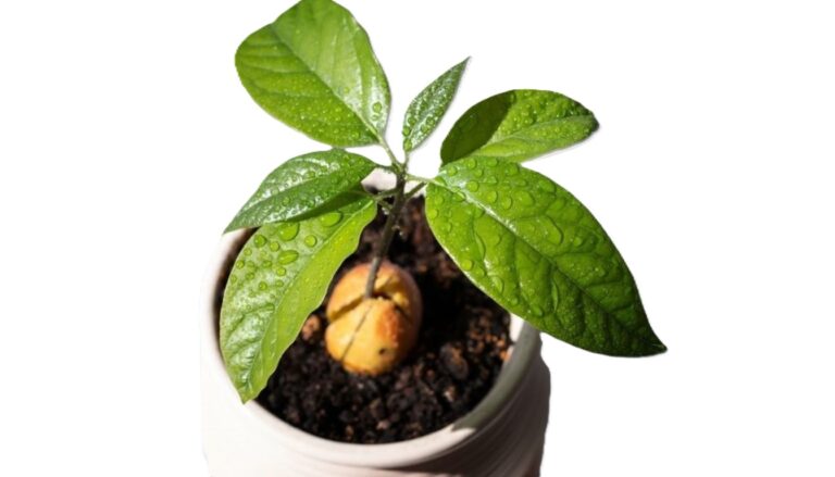 Growing Indoor Avocado Tree: Tips and Care Guide (2026)