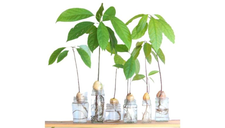 Growing Indoor Avocado Tree: Tips and Care Guide (2026)