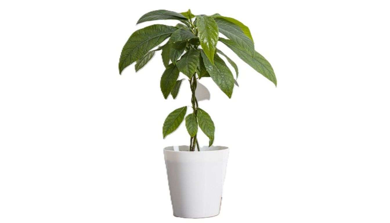 Growing Indoor Avocado Tree: Tips and Care Guide (2026)
