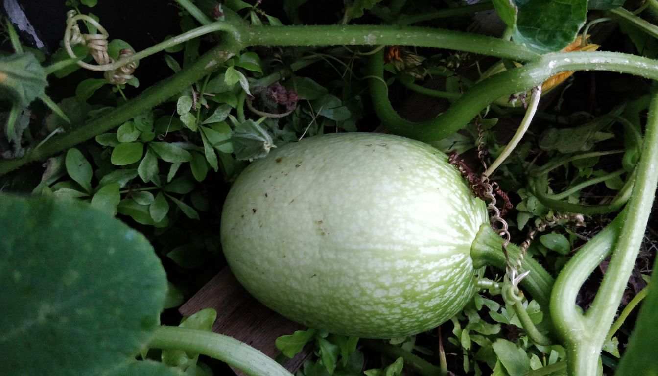 Growing Spaghetti Squash: Your Ultimate Garden Guide (2025)
