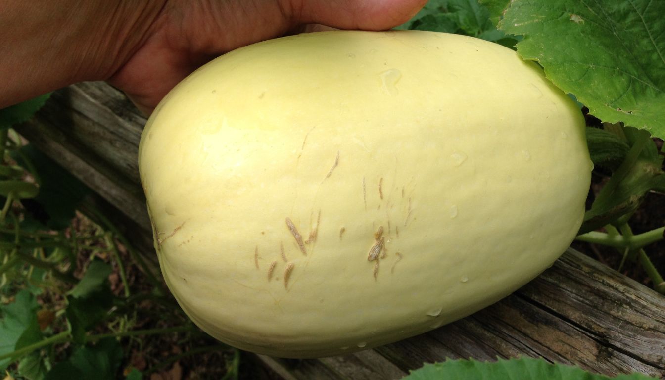 Growing Spaghetti Squash: Your Ultimate Garden Guide (2025)
