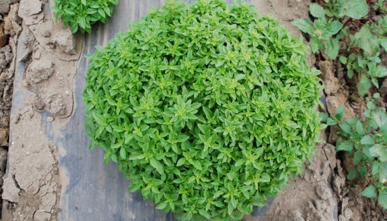 Growing a Basil Bush: Tips for Flavorful and Thriving Plants (2026)