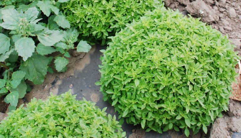 Growing a Basil Bush: Tips for Flavorful and Thriving Plants (2025)