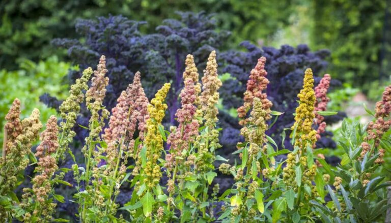 Guide to Grow Quinoa: A Nutritional Powerhouse at Home (2025)