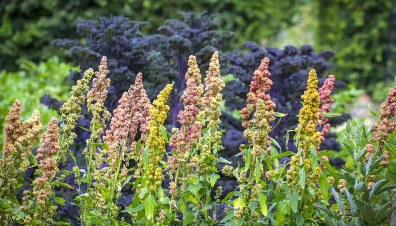 Guide to Grow Quinoa: A Nutritional Powerhouse at Home (2026)