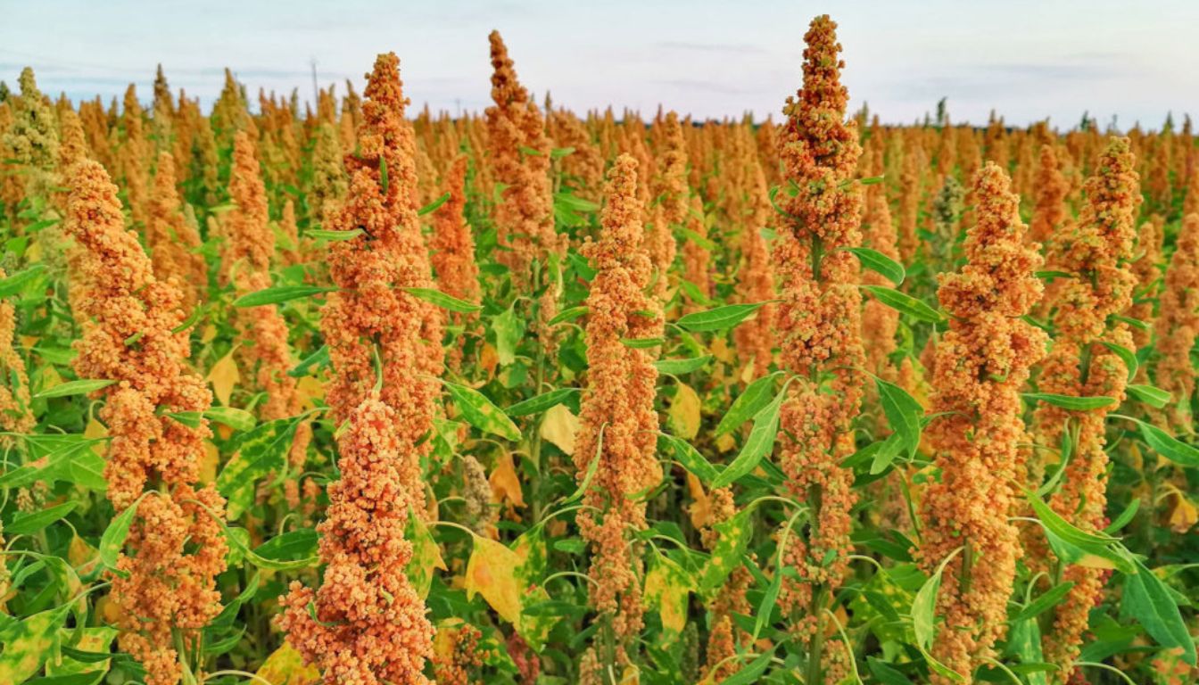 Guide to Grow Quinoa: A Nutritional Powerhouse at Home (2025)