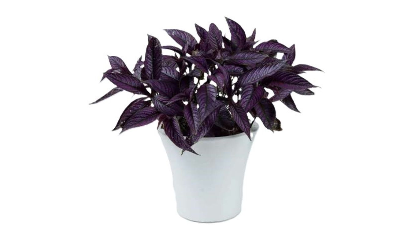 Guide to Persian Shield Propagation: Grow Vibrant Plants (2026)