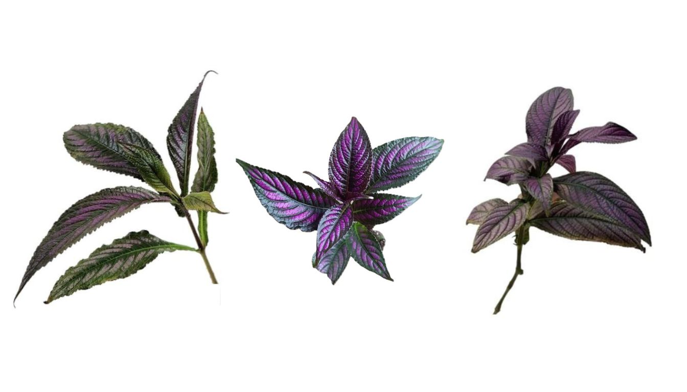 Guide to Persian Shield Propagation: Grow Vibrant Plants (2026)