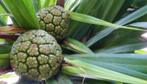 Hala Fruit: Discover Health Benefits and Recipes (2026)