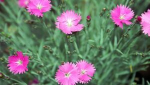 How To Grow Clove Pink: Vibrant Flowers for Every Garden (2025)