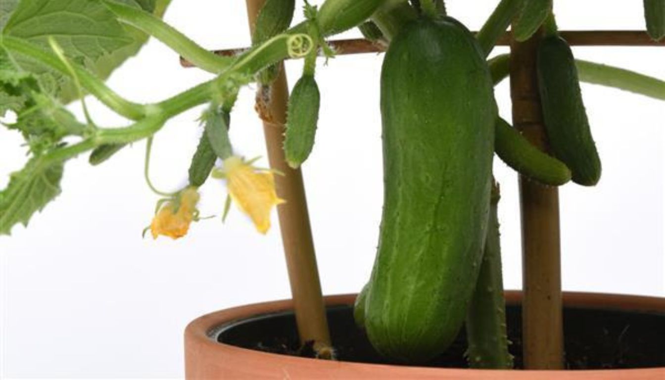How To Grow Cucumbers Indoors A Beginner S Guide 2026