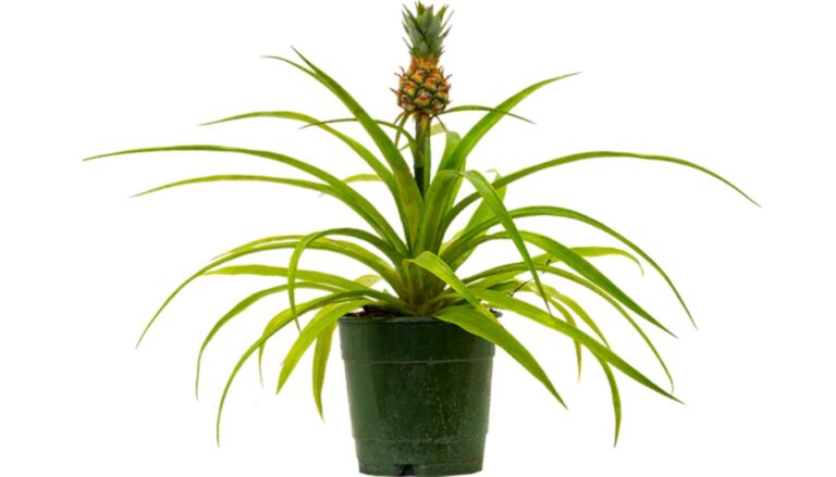 How to Grow Indoor Pineapple Plants: A Beginner's Guide (2025)