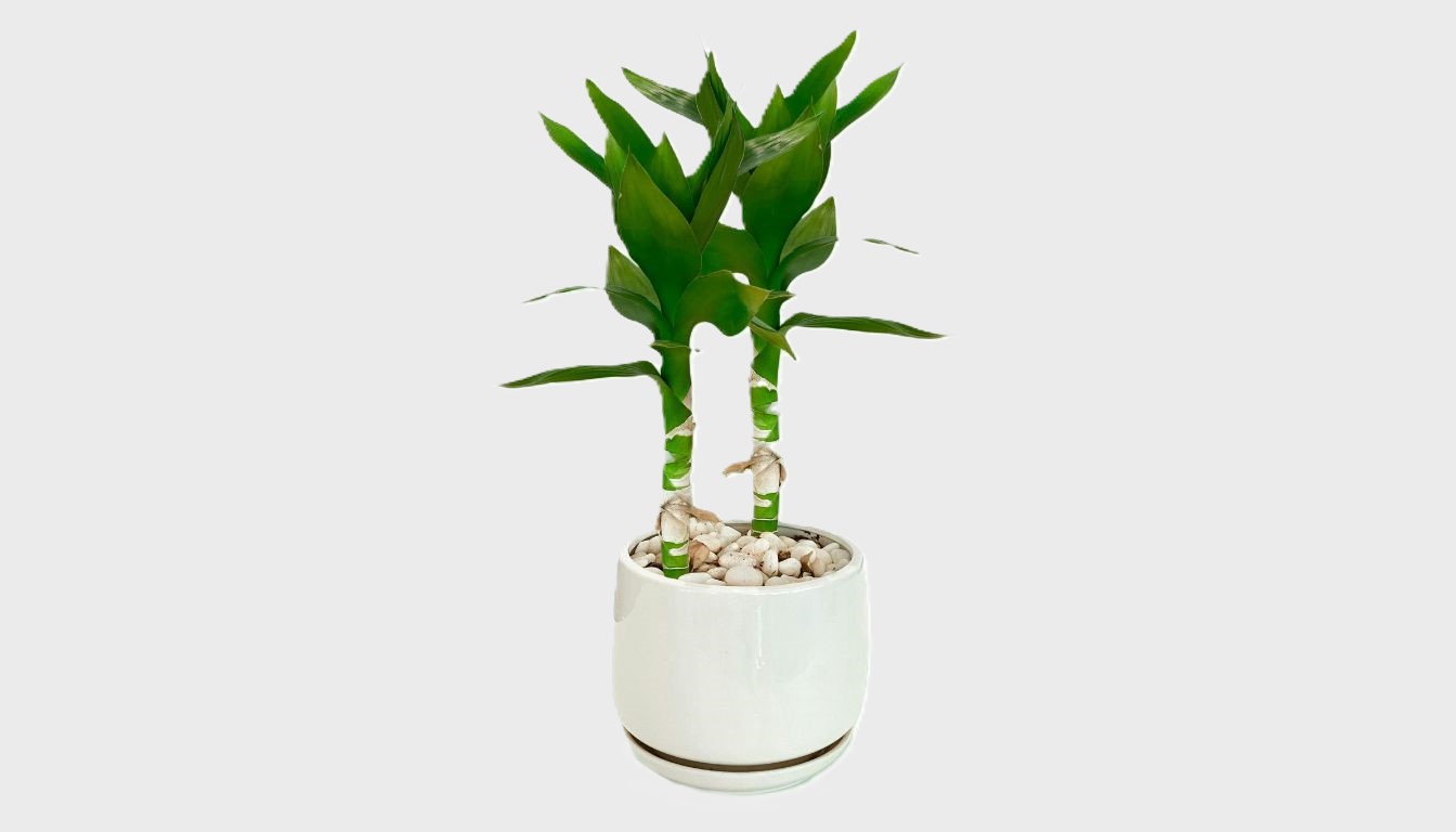 How to Repot Bamboo for Healthy and Vibrant Plants (2026)