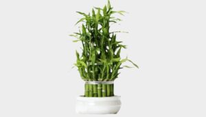 How to Repot Bamboo for Healthy and Vibrant Plants (2026)