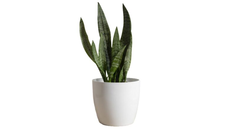 Low-Humidity Indoor Plants: Easy-Care and Stylish Options (2025)