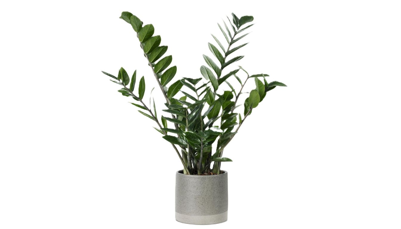 Low-Humidity Indoor Plants: Easy-Care and Stylish Options (2025)