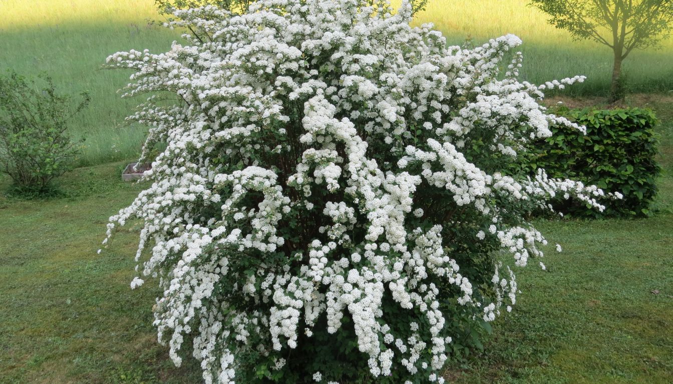 Low-Maintenance Bushes for a Beautiful, Easy-Care Garden (2026)