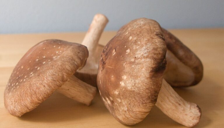 Shiitake Mushroom: Benefits and Nutrients for Healthy Diets (2026)
