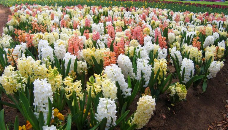 The Best Hyacinth Varieties for a Colorful Spring Garden (2025)