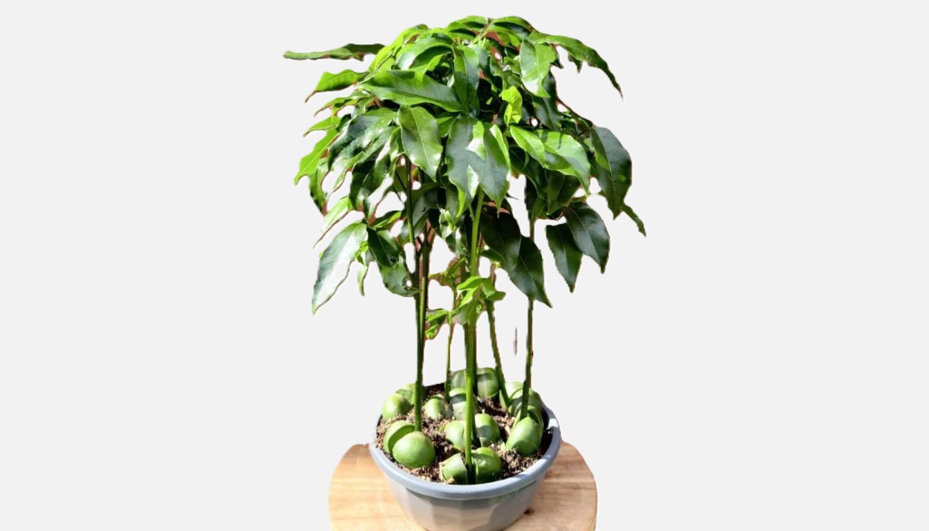 Transform Your Garden with the Versatile Magic Bean Plant (2026)