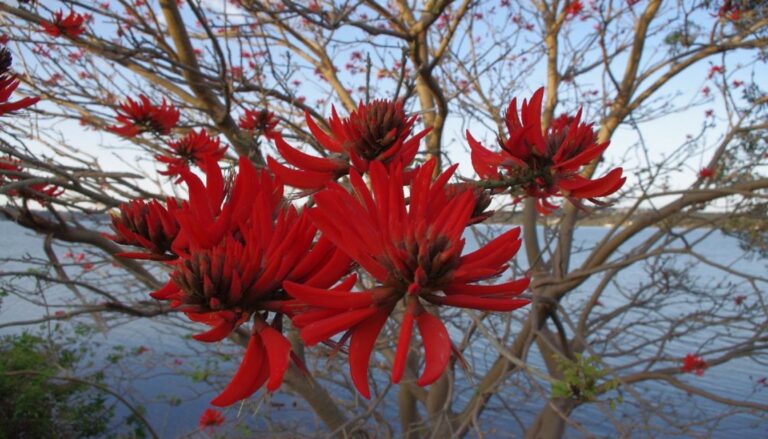 Transform Your Garden with the Vibrant Coral Tree Plant (2026)