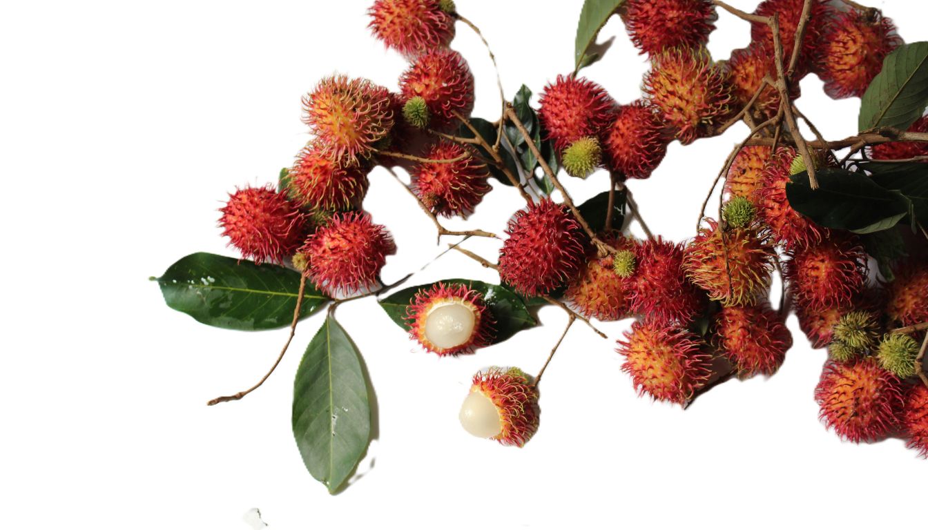 Ultimate List of Delicious and Nutritious Tropical Fruits (2026)