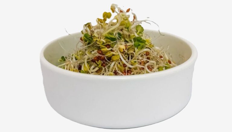 5 Nutritious Sprouts to Grow at Home for Health and Vitality (2026)
