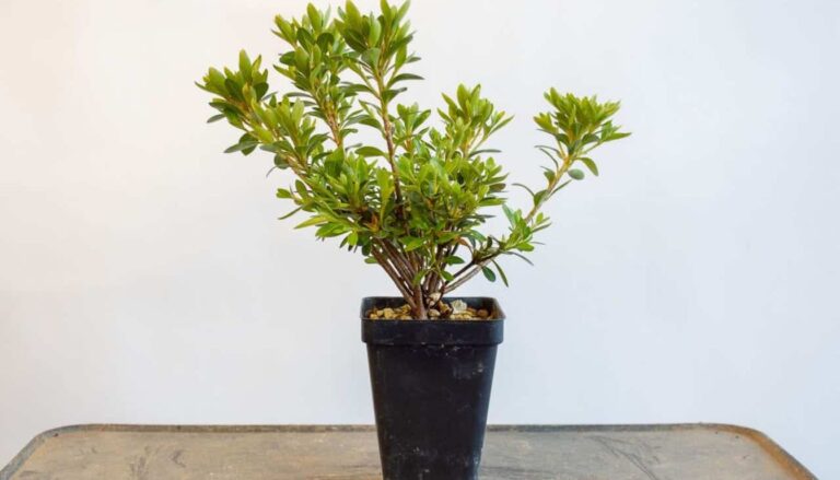 Azalea Propagation Made Easy: Cultivate a Vibrant Garden (2026)