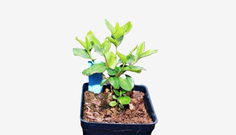 Azalea Propagation Made Easy: Cultivate a Vibrant Garden (2025)